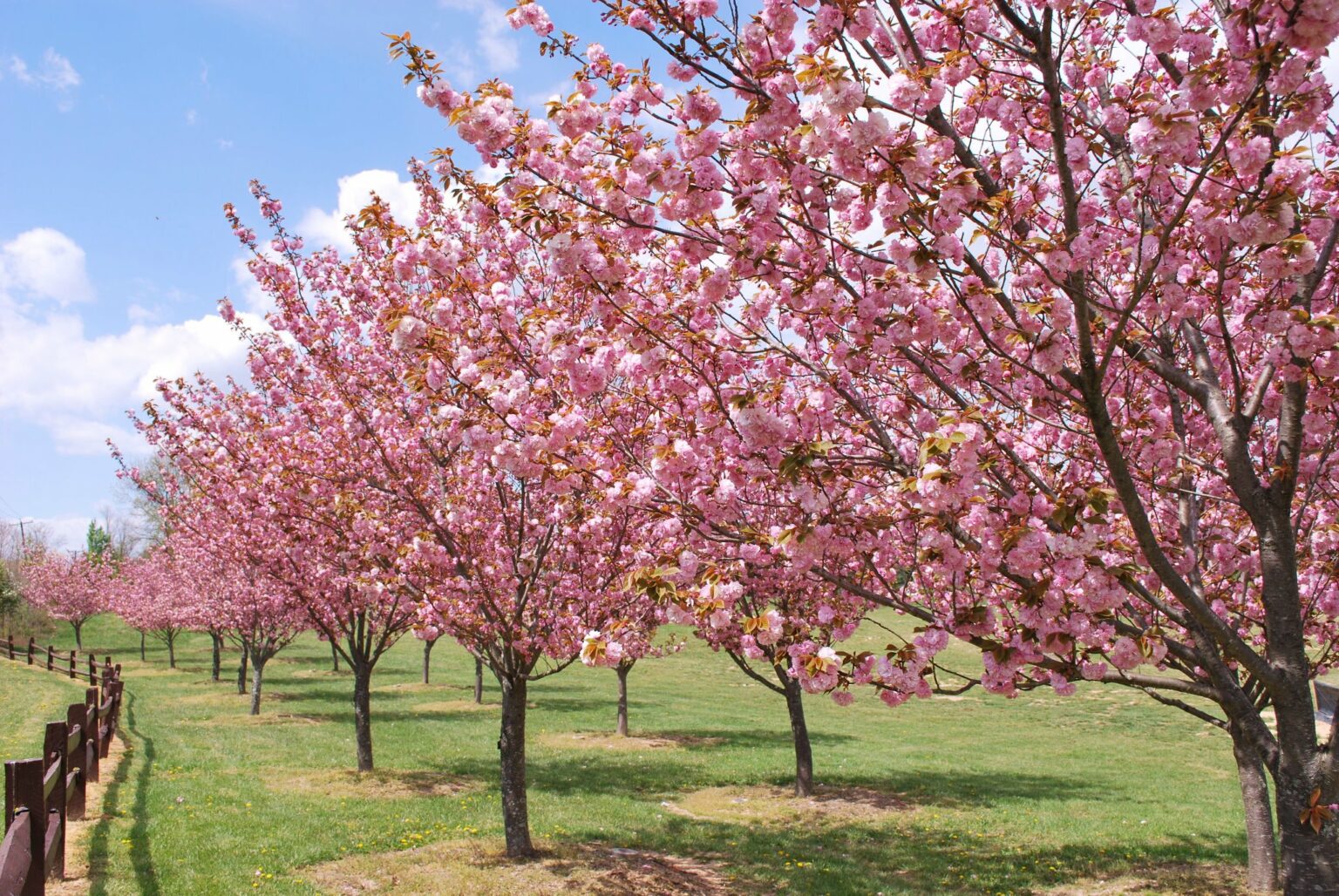 Blossoms of Hope – Helping local organizations in need